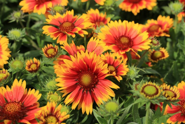 13 Flowers That Thrive On Neglect And Deserve A Spot In Every Garden