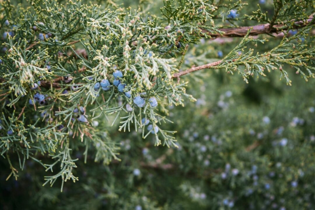 19 Small Shrubs That Deliver Big Impact To Any Garden, Large Or Compact