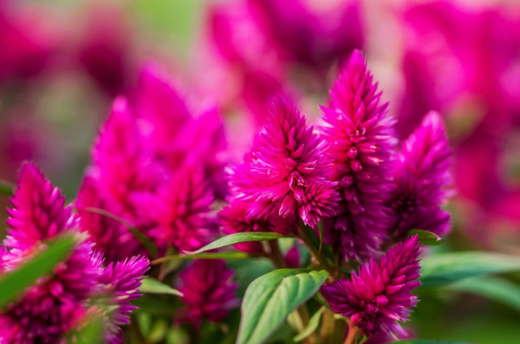 20 Stunning Cheap Flowers That Will Turn Your Garden Into A Showstopper