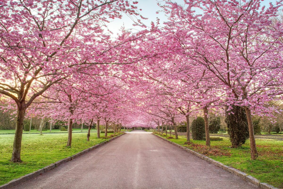20 Gorgeous Pink Flowering Trees Every Garden Needs