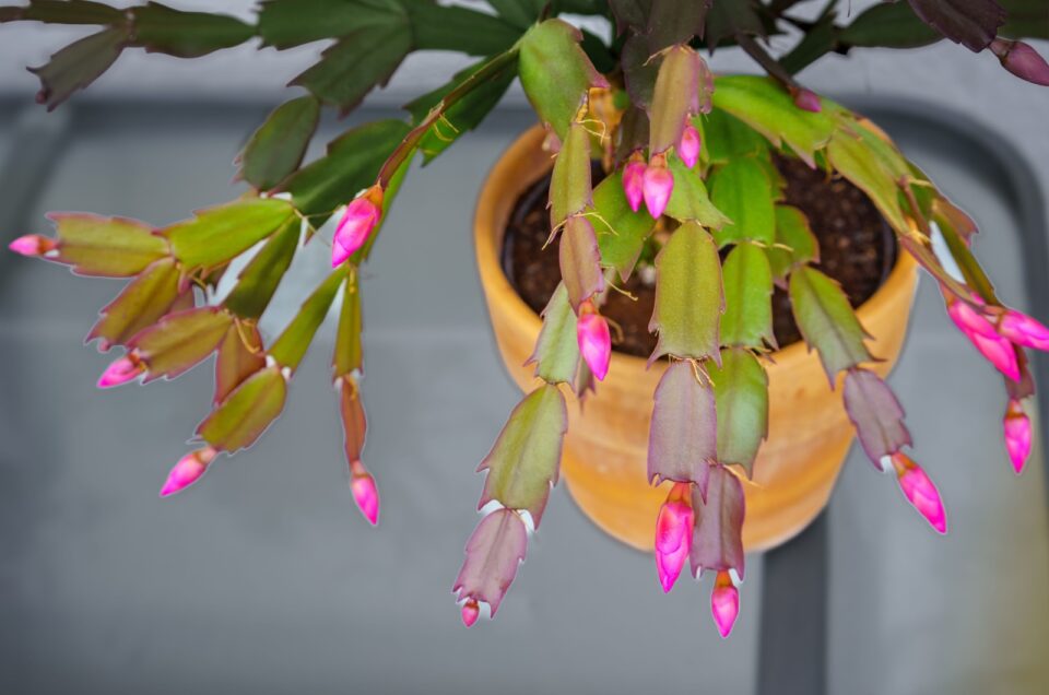 10 Steps For Bringing Your Christmas Cactus Back To Life In No Time