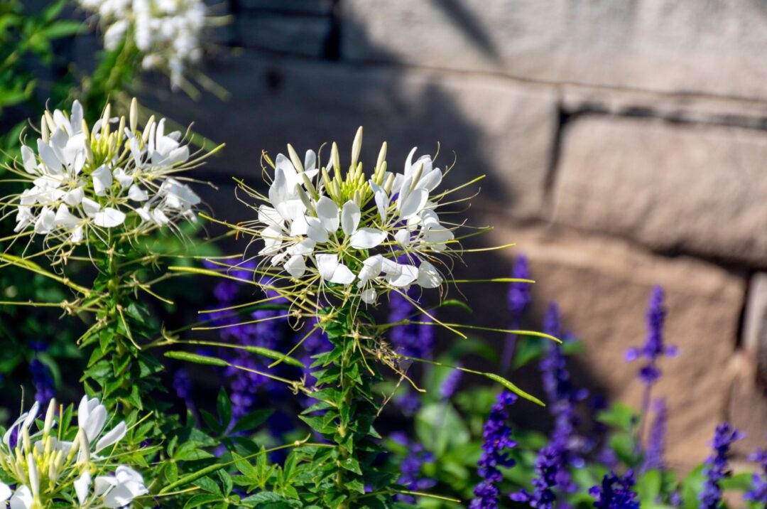 20 Stunning Cheap Flowers That Will Turn Your Garden Into A Showstopper