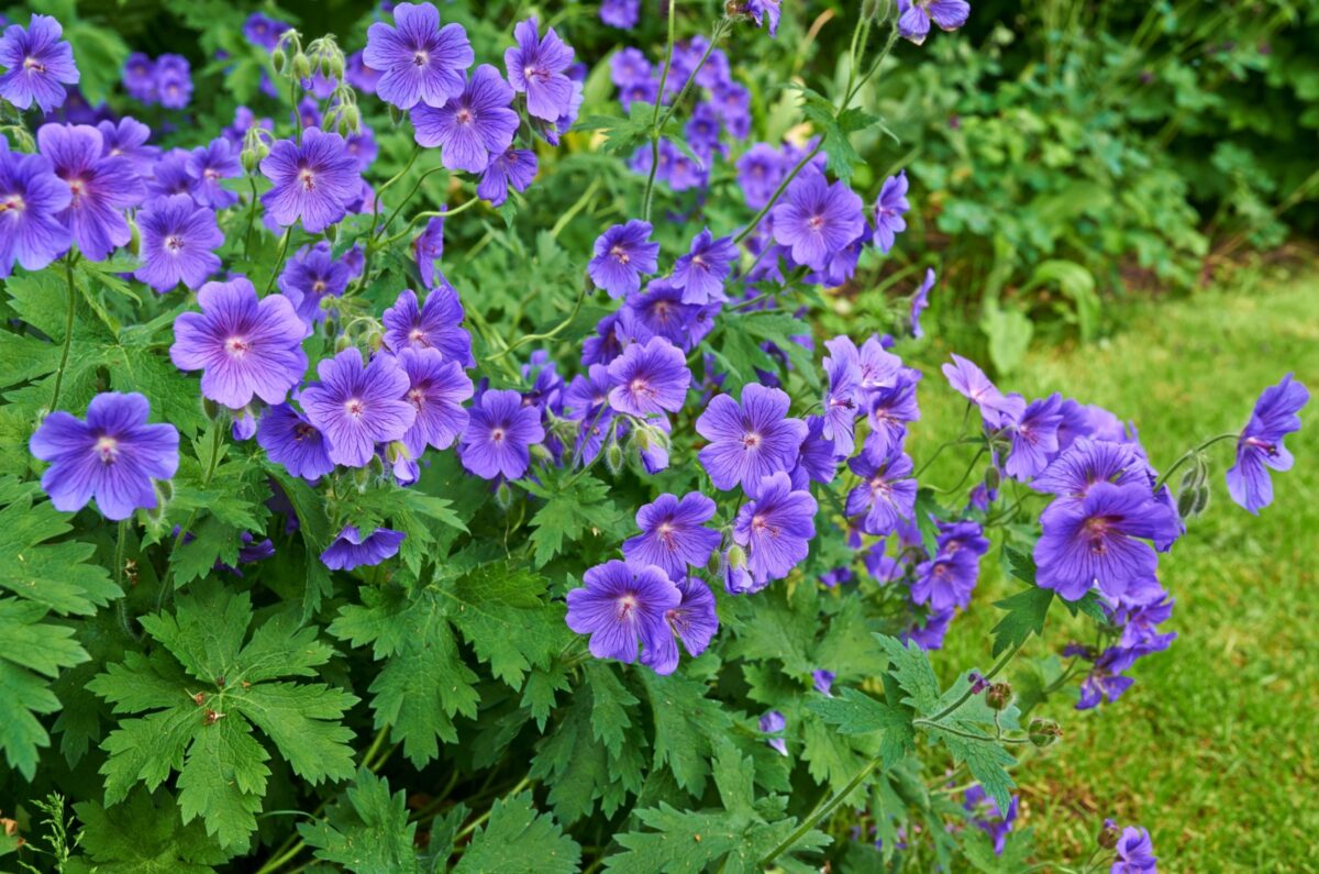 17 Show-Stopping Purple Shade Perennials For Every Garden
