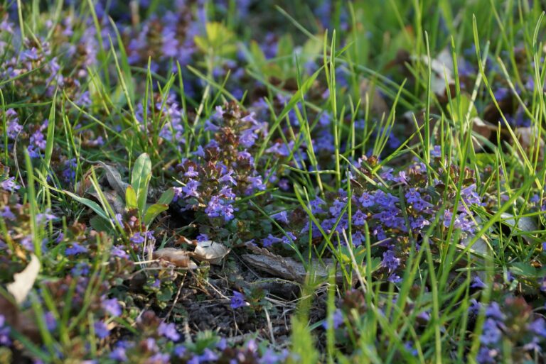 20 Unique Plants That Mimic Animal Behaviors