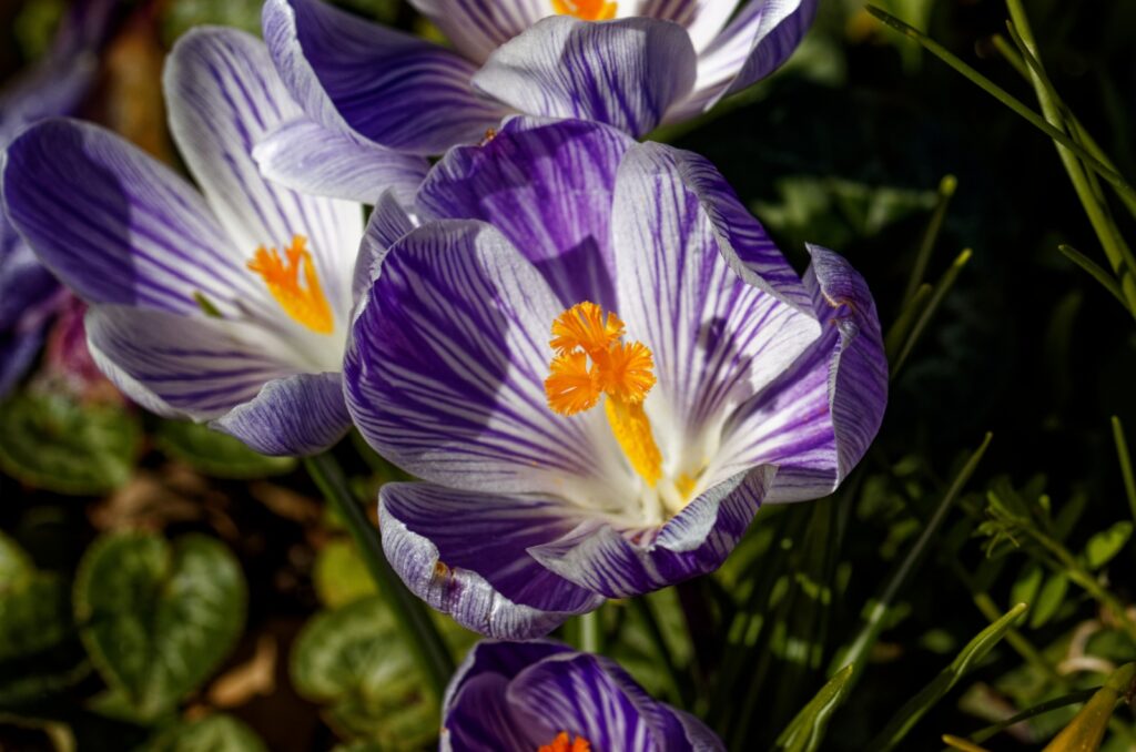 15 Frost-Resistant Flowers That Will Keep Your Garden Blooming All Winter