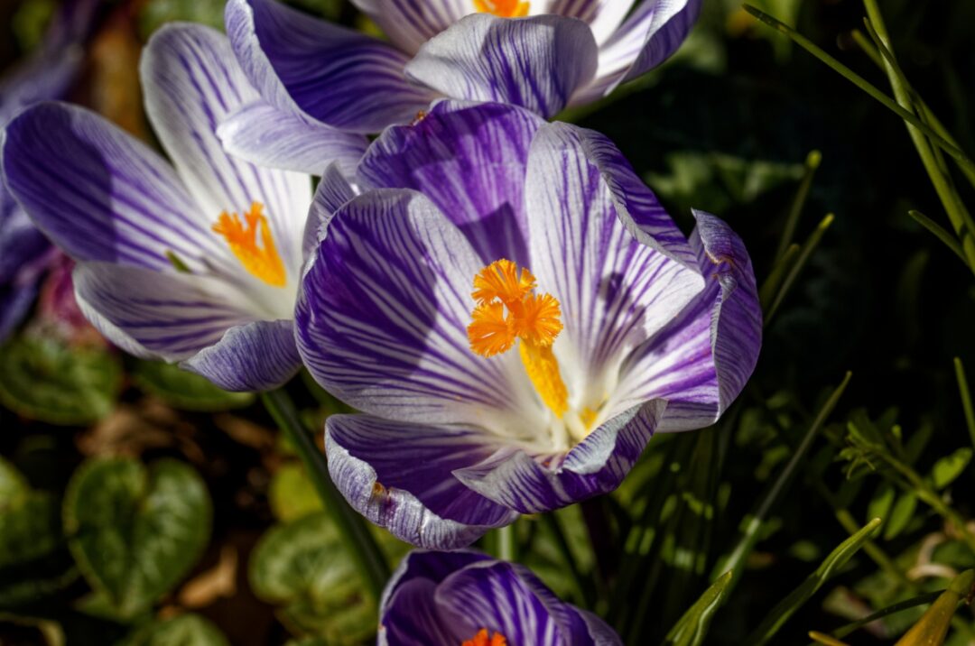 15 Frost-Resistant Flowers That Will Keep Your Garden Blooming All Winter