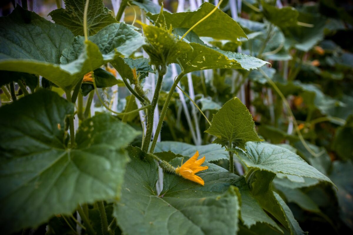 20 Unique Plants That Mimic Animal Behaviors