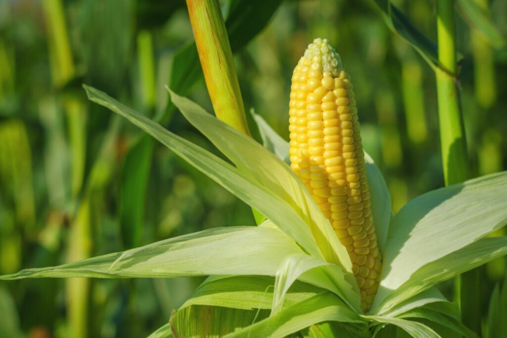 Corn Will Thrive In Your Garden If You Plant And Grow It This Way