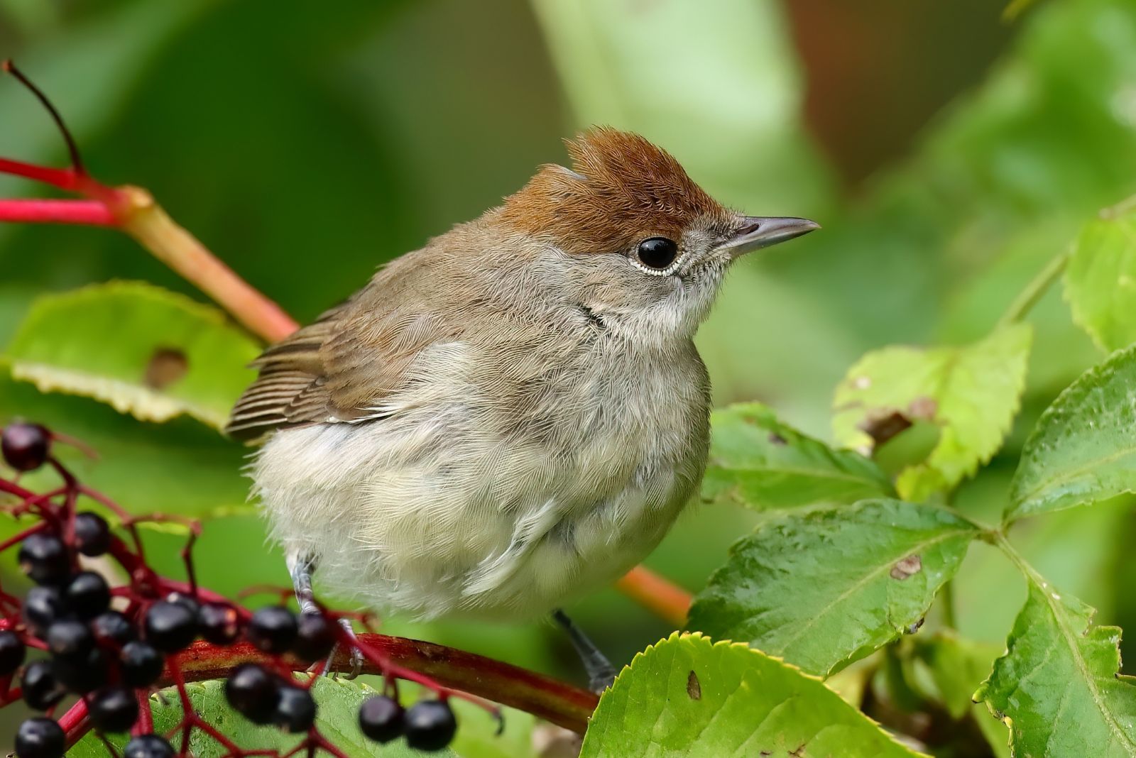 11 Fruit And Berry Trees Birds Can’t Resist For Your Garden