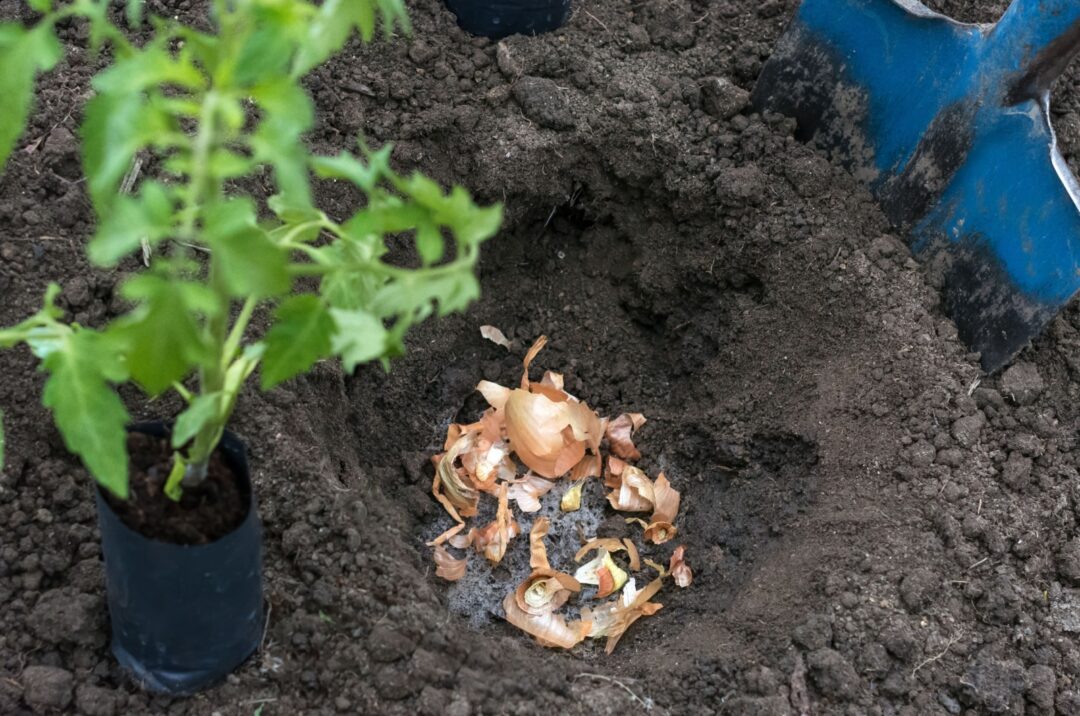 Discover 10 Ways Onion Skins Enhance Your Garden And Boost Health