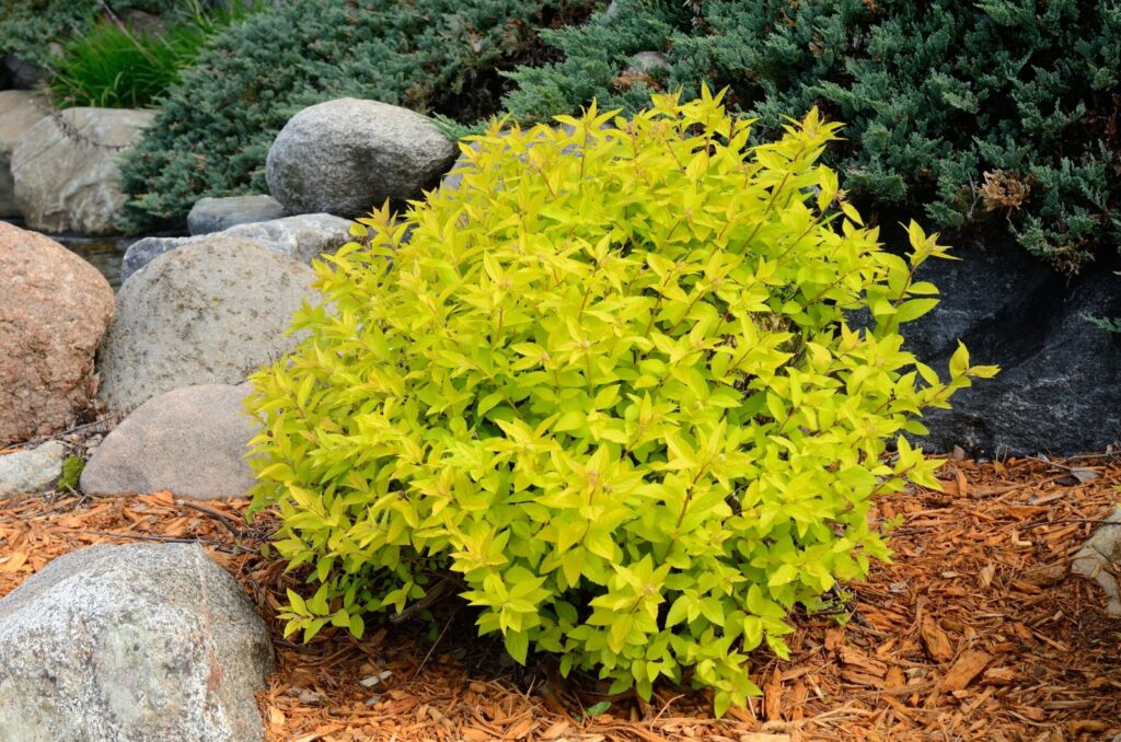 13 Low-Growing Shrubs For Borders That Will Instantly Beautify Your Garden