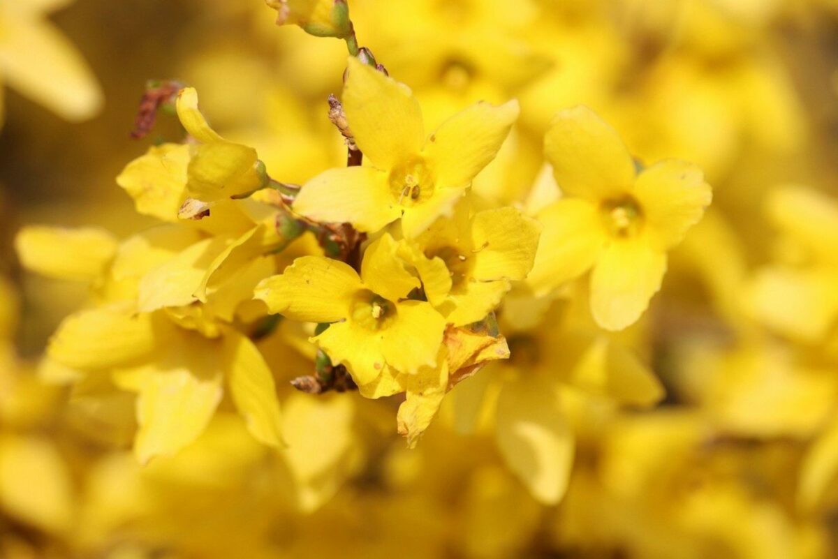 15 Gorgeous Shrubs For A Sunny Garden