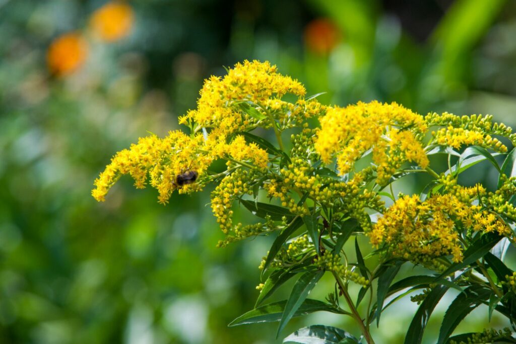 36 Spectacular Types Of Yellow Flowers For Every Garden
