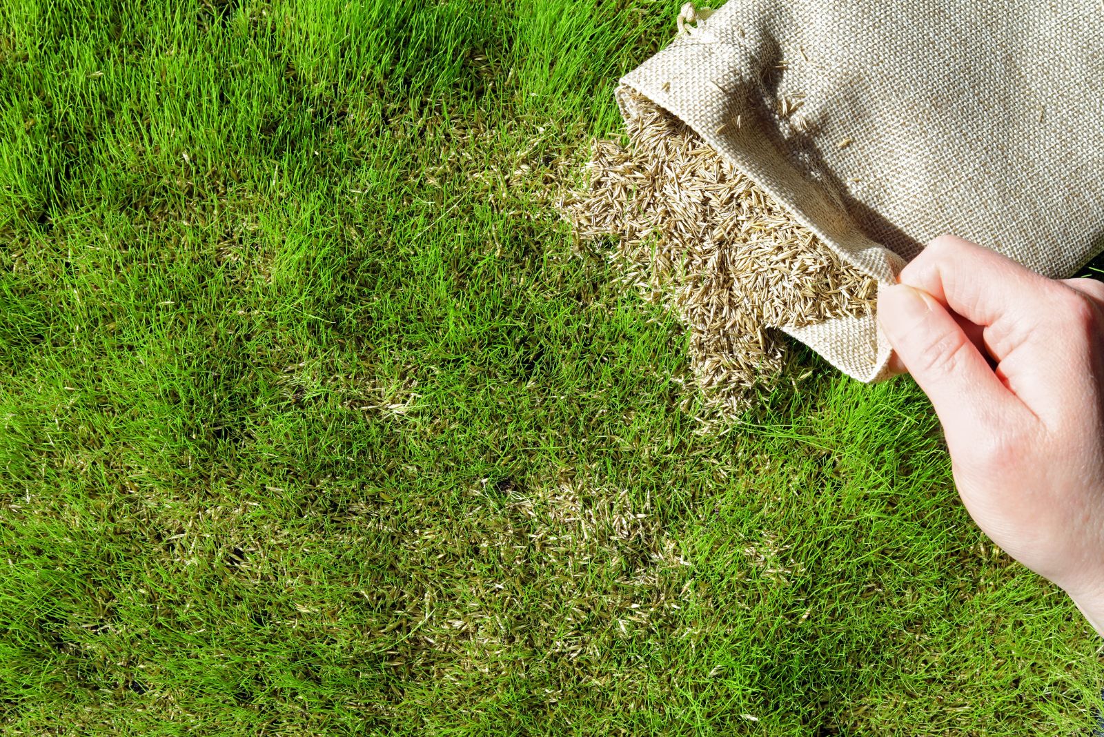 How to Get Grass Seed To Germinate On Top Of Soil And Achieve A ...