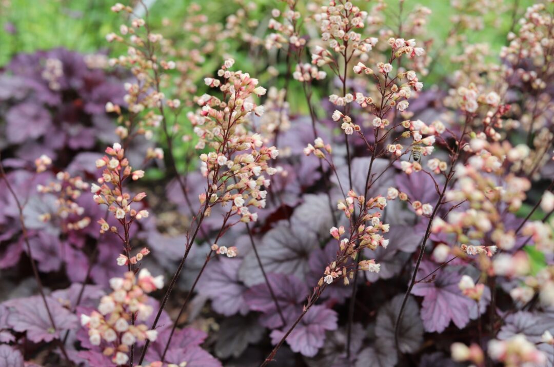 17 Show-Stopping Purple Shade Perennials For Every Garden
