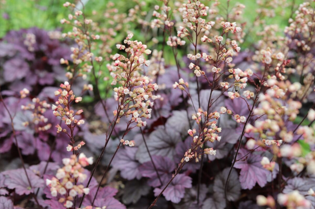 17 Show-Stopping Purple Shade Perennials For Every Garden
