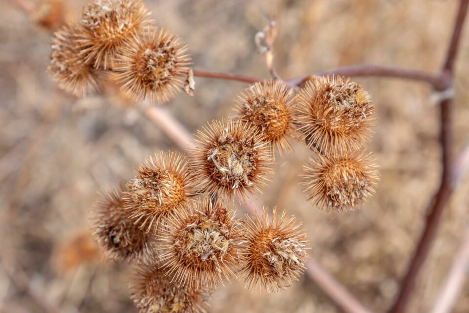 20 Unique Plants That Mimic Animal Behaviors