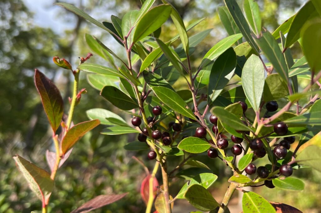 13 Stunning Fast-Growing Evergreen Shrubs You Need In Your Garden