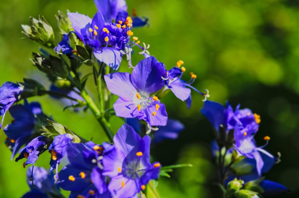17 Show-Stopping Purple Shade Perennials For Every Garden