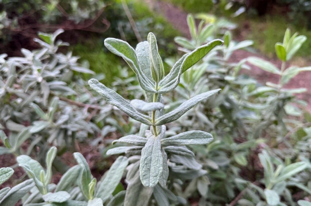 20 Captivating Filler Plants That Will Make Your Garden Look Complete
