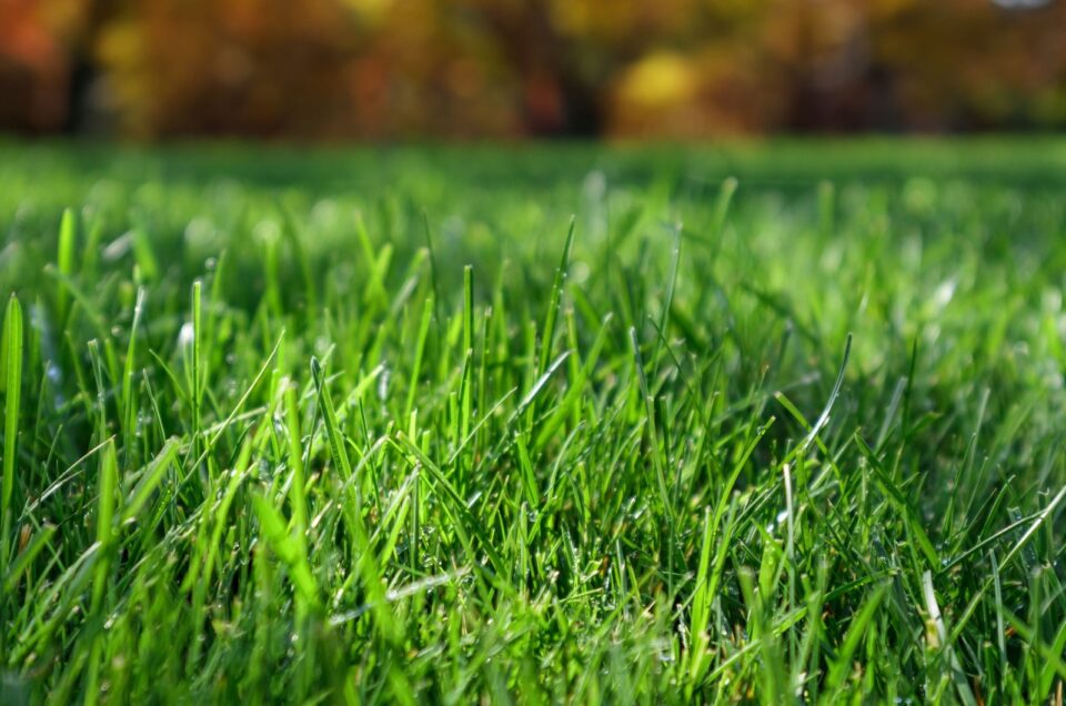 How Just 5 Minutes Every 3 Years Can Give You The Greenest Lawn Ever