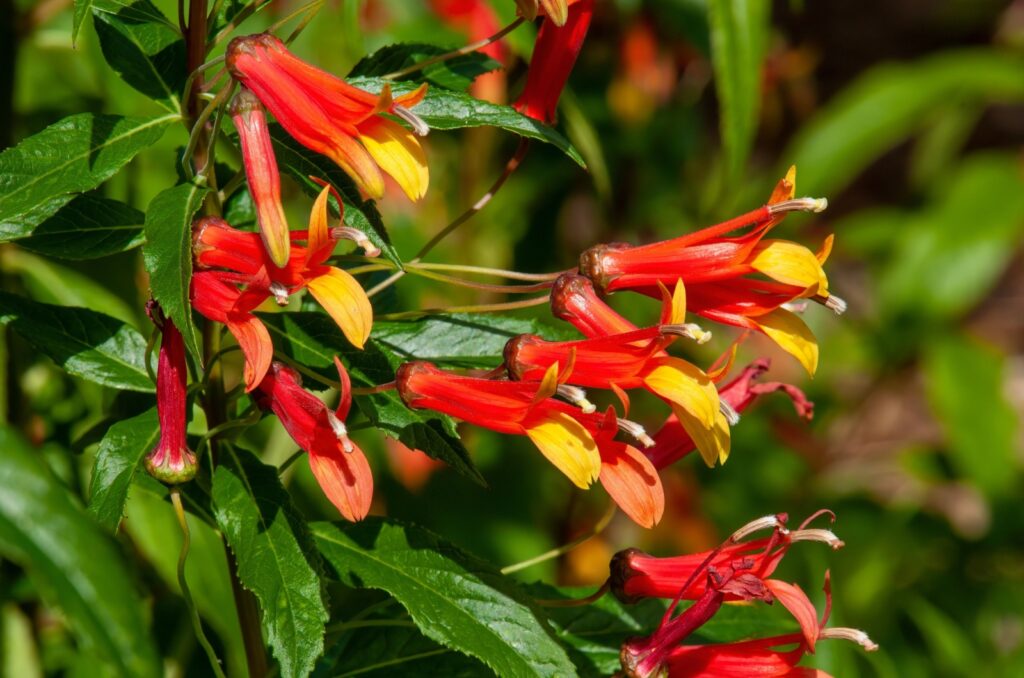14 Spectacular Orange Perennials Ideal For Shaded Gardens