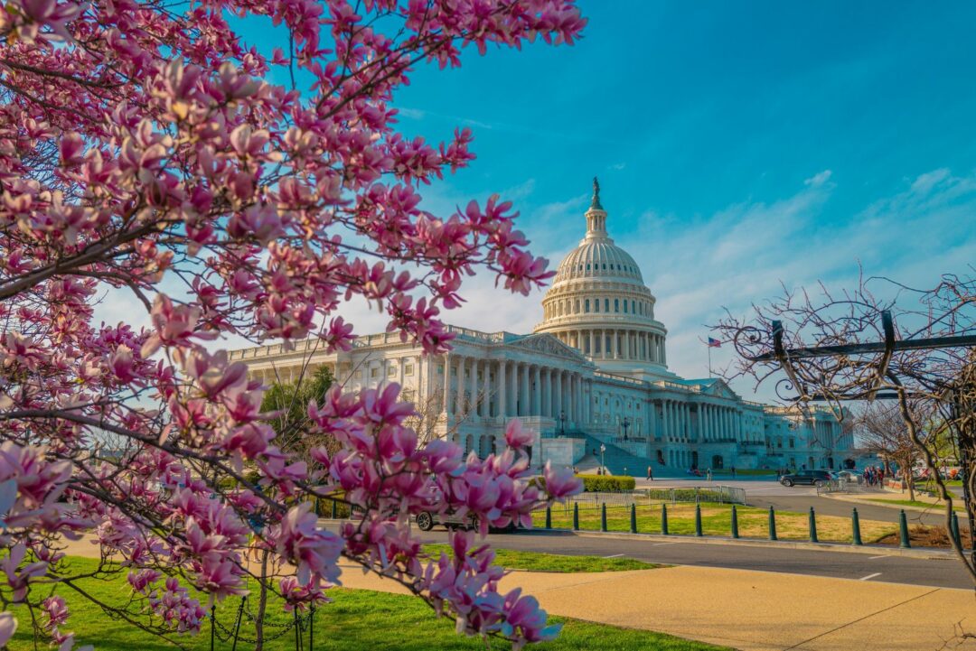 20 Gorgeous Pink Flowering Trees Every Garden Needs