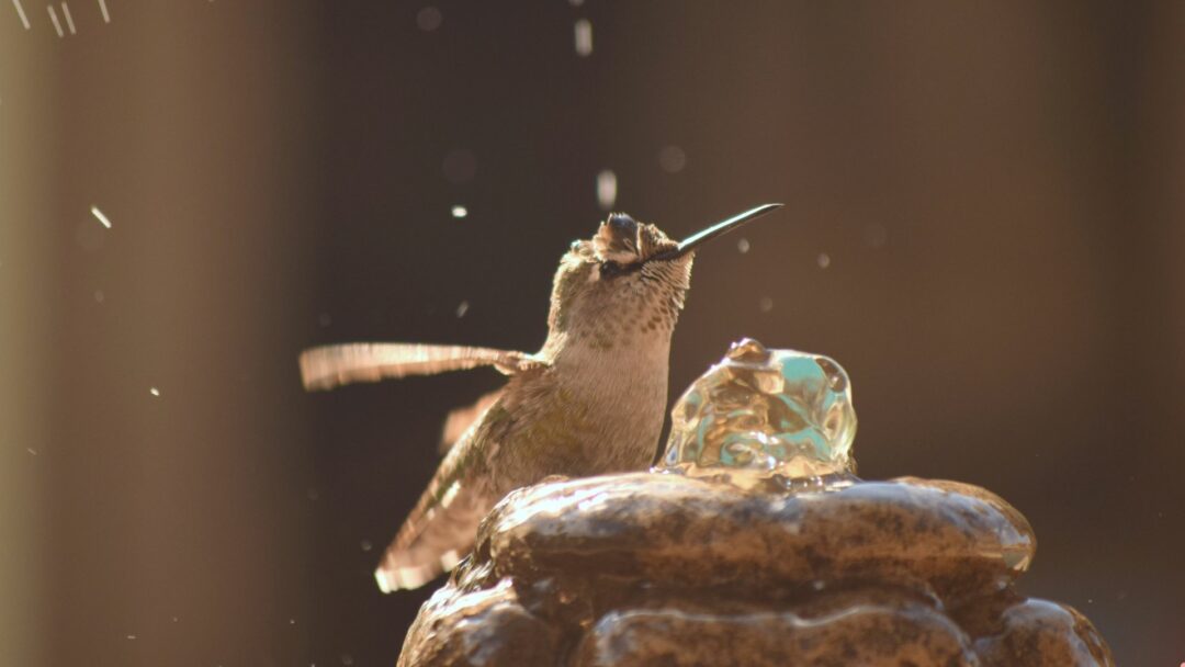 Make A Cute Water Fountain For Hummingbirds With Thrifted Gems You ...