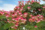20 Gorgeous Pink Flowering Trees Every Garden Needs