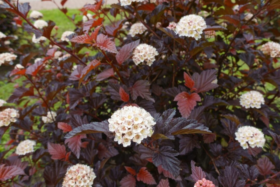 20 Gorgeous Shrubs That Will Make Your Dream Landscaping Come True