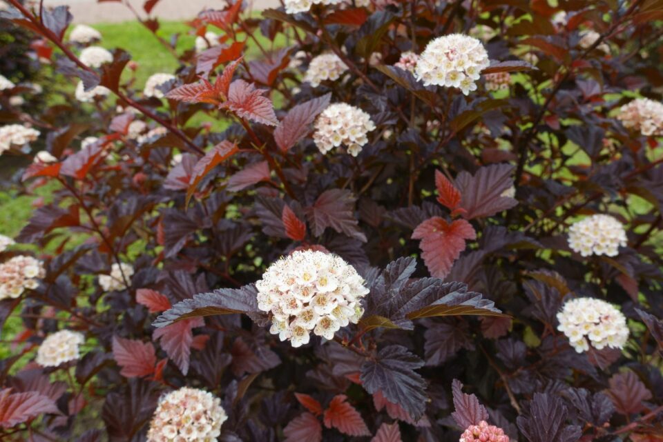 13 Tall Outdoor Plants That Will Make Your Landscape Stand Out