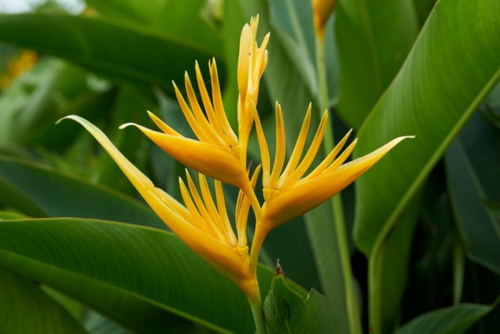 25 Rarest Plants In The World You Have To See To Believe