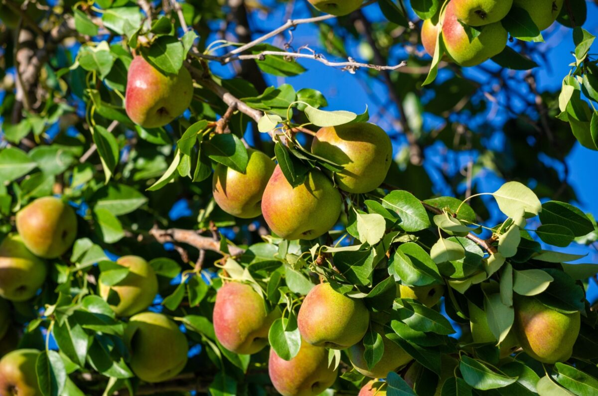 8 Fruit Trees That Will Bring Deer Right To Your Yard
