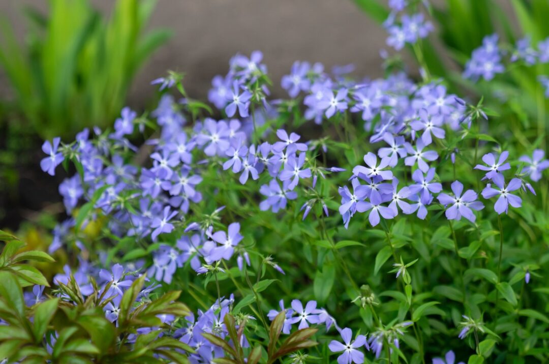 16 Captivating Shade-Loving Ground Covers For Every Garden