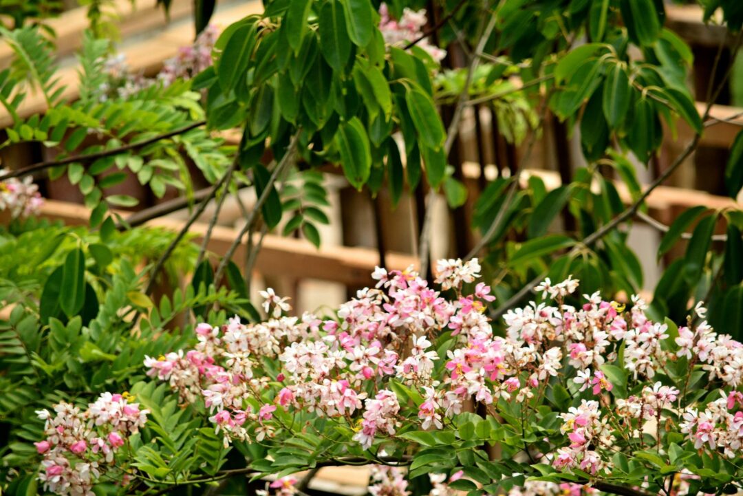 20 Gorgeous Pink Flowering Trees Every Garden Needs