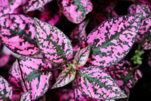 22 Pink Houseplants That Steal The Show Indoors