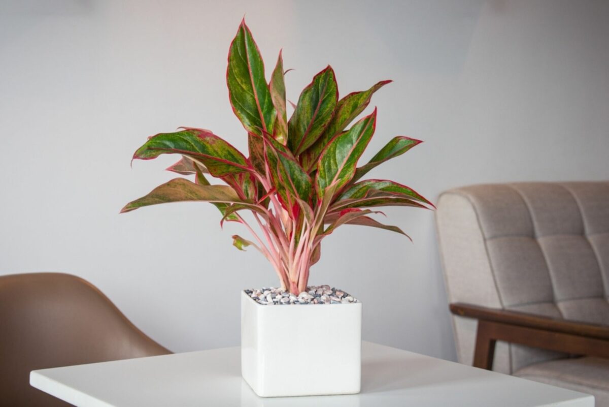 22 Pink Houseplants That Steal The Show Indoors