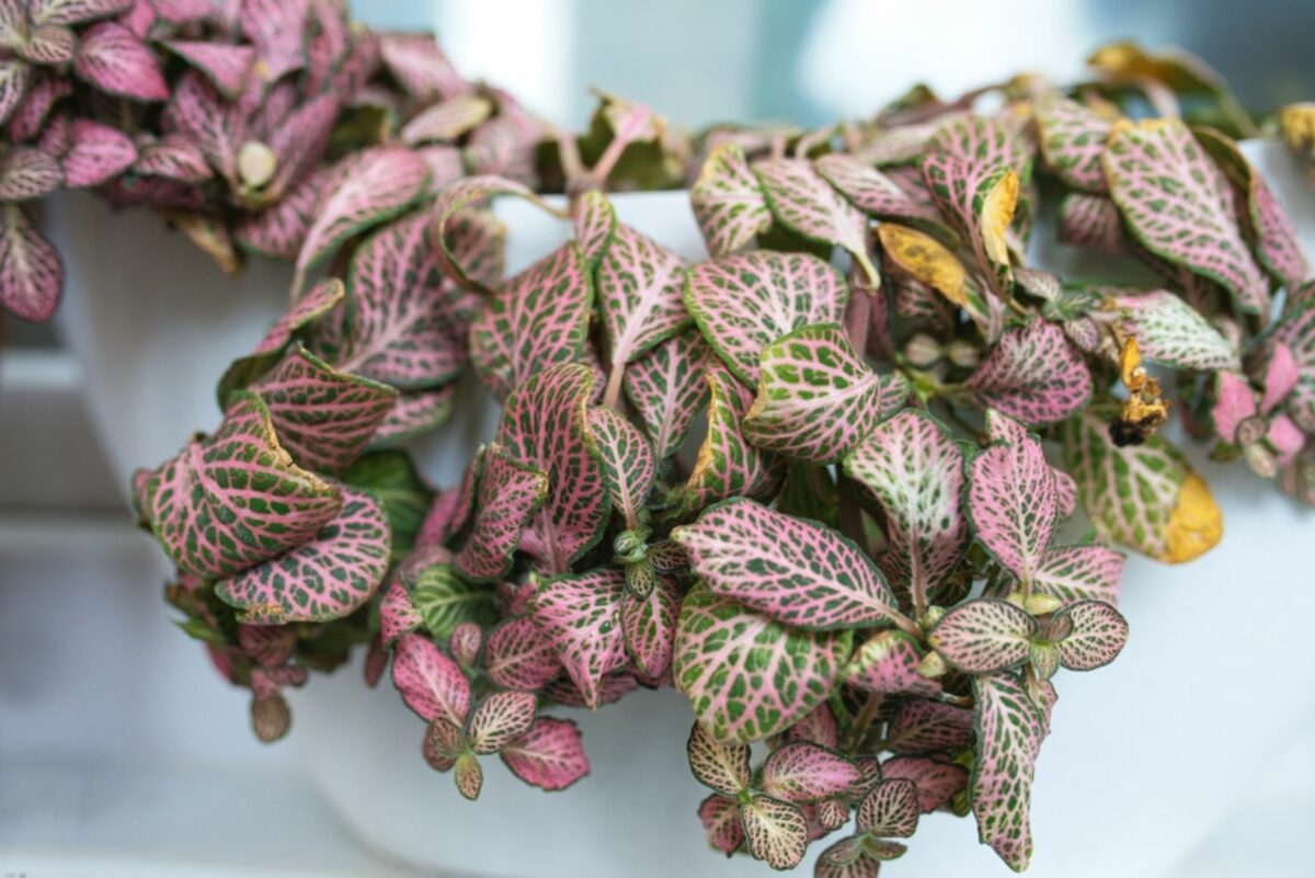 22 Pink Houseplants That Steal The Show Indoors