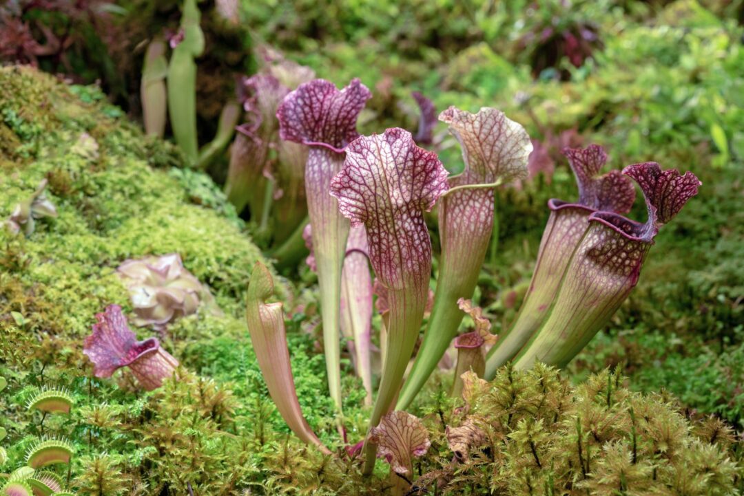 20 Unique Plants That Mimic Animal Behaviors