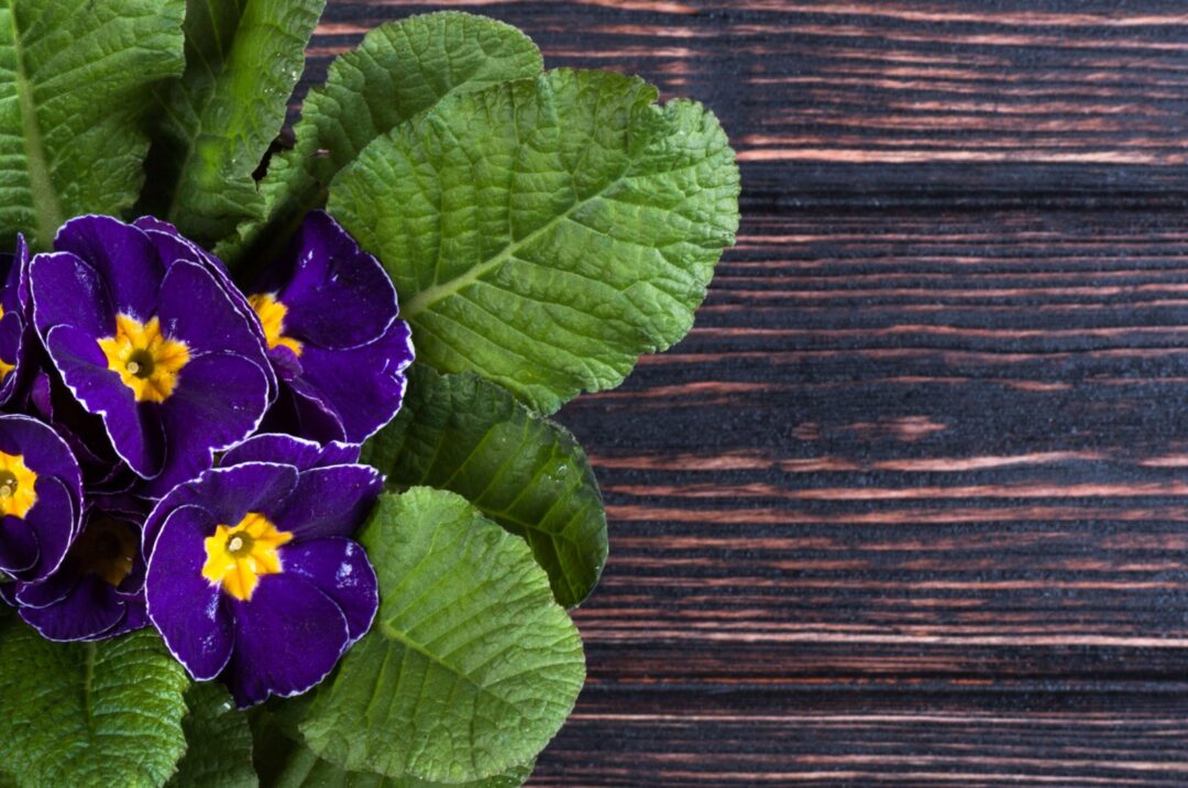 15 Frost-Resistant Flowers That Will Keep Your Garden Blooming All Winter