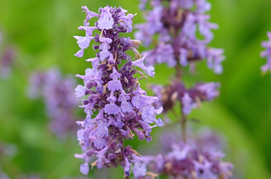 Grow This Stunning Lavender-Blue Plant If You Want More Hummingbirds In ...