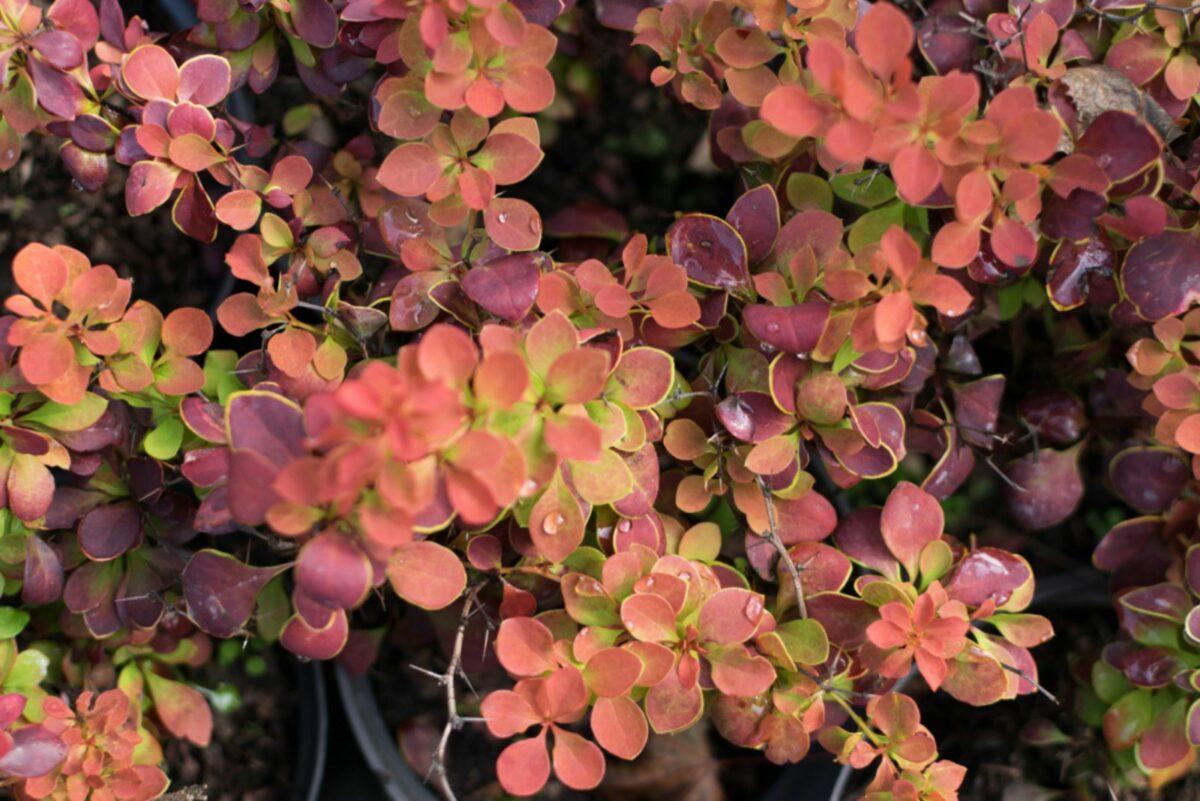 19 Small Shrubs That Deliver Big Impact To Any Garden, Large Or Compact