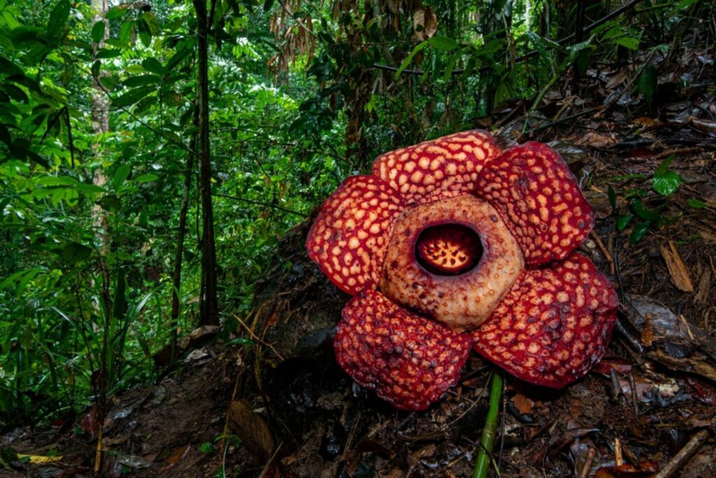 25 Rarest Plants In The World You Have To See To Believe