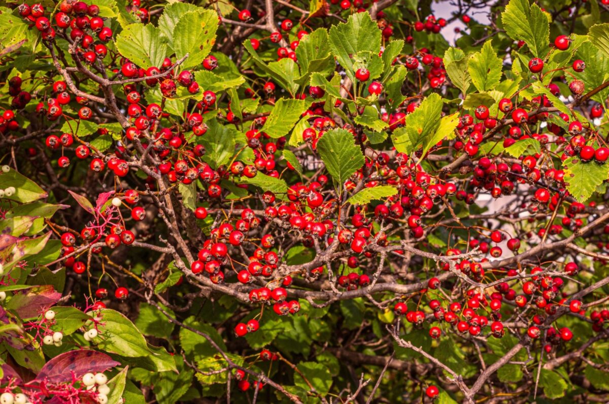 13 Stunning Fast-Growing Evergreen Shrubs You Need In Your Garden