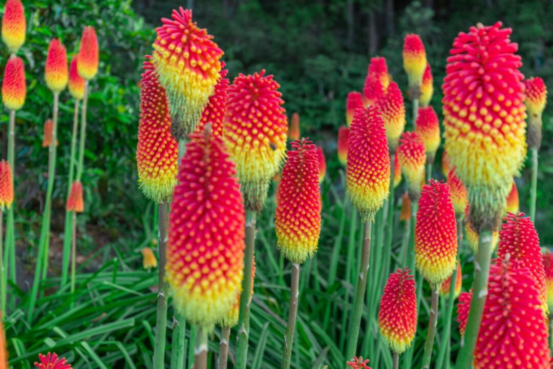 11 Red Shade Perennials Perfect For Brightening Up Low-Light Gardens