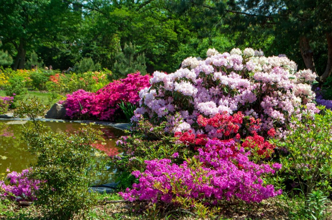 13 Stunning Fast-Growing Evergreen Shrubs You Need In Your Garden