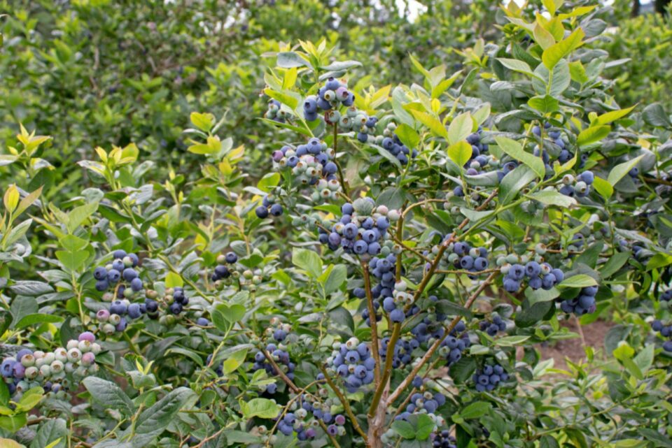 11 Blueberry Varieties That Will Thrive In Your Garden And Keep Your ...
