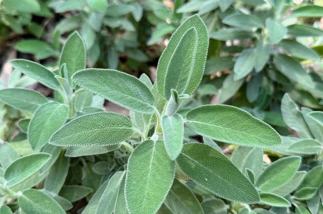 13 Native Plants That Are Important To American Culture