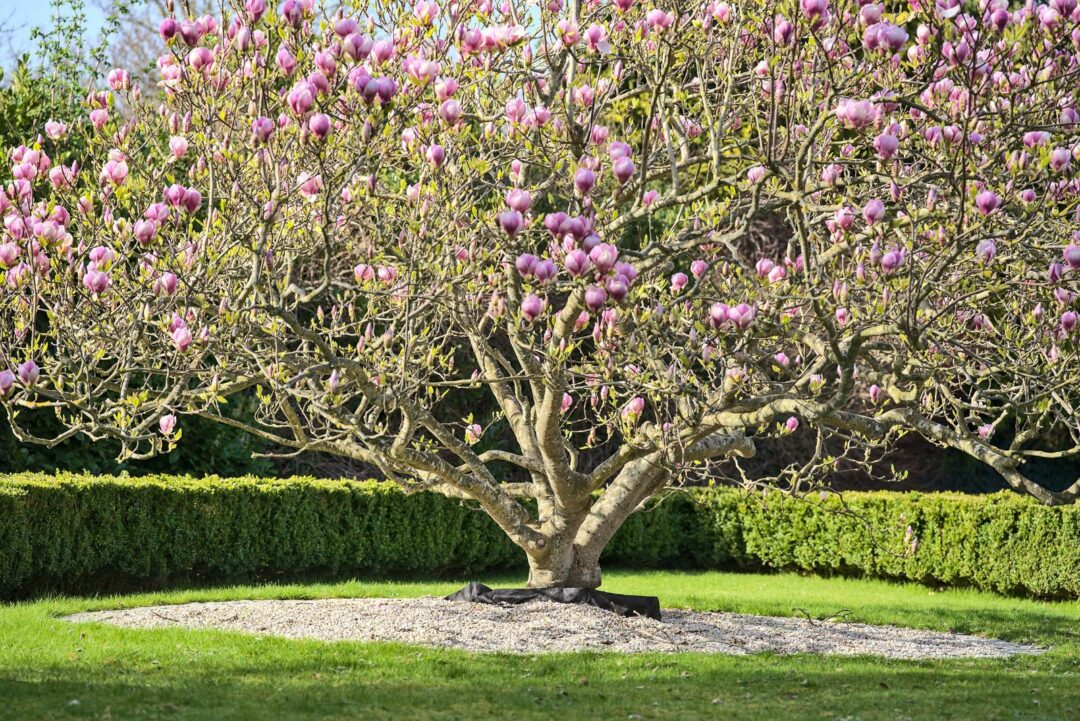 20 Gorgeous Pink Flowering Trees Every Garden Needs