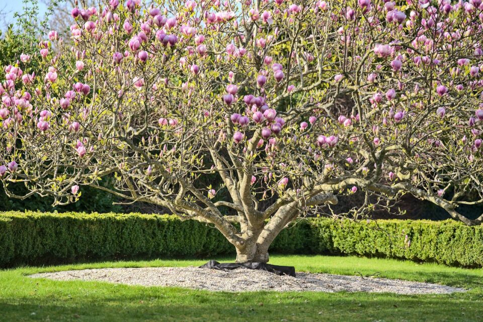 20 Gorgeous Pink Flowering Trees Every Garden Needs